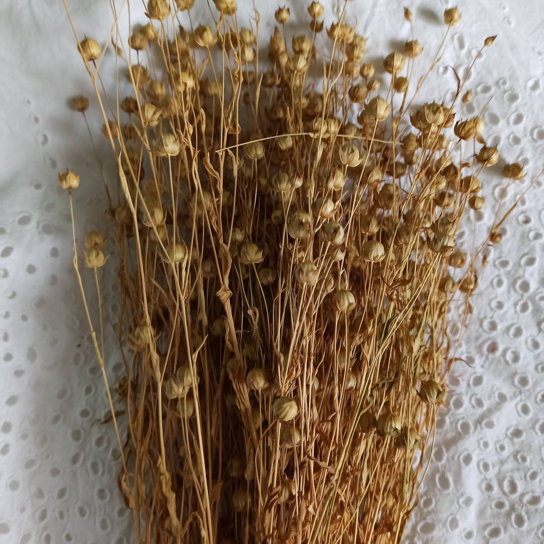 100 G Organic Flax Sprays, Flax Sprays - Etsy