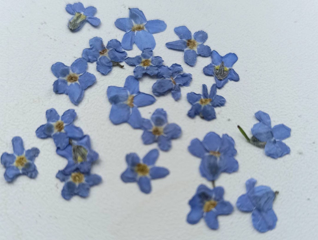 20\50\100pcs Pressed Forget Me Nots,blue Forget Me Nots,tiny Pressed ...