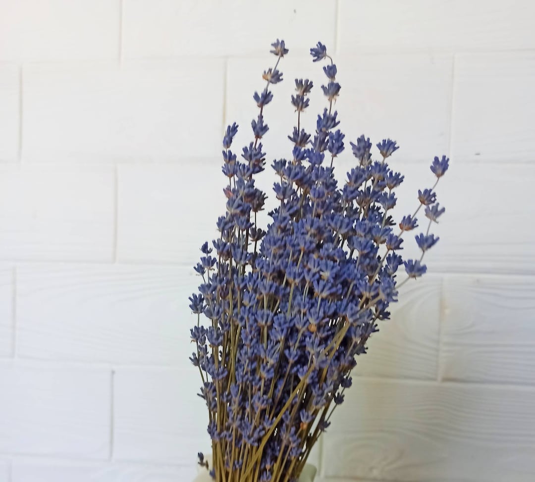 Purple Pressed Lavender Flowers, Dried Botanicals (15-20cm) - Etsy