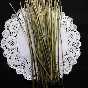 Yarrow Stalks, I Ching, Dried Yarrow, Yarrow Sticks,achillee Divination ...