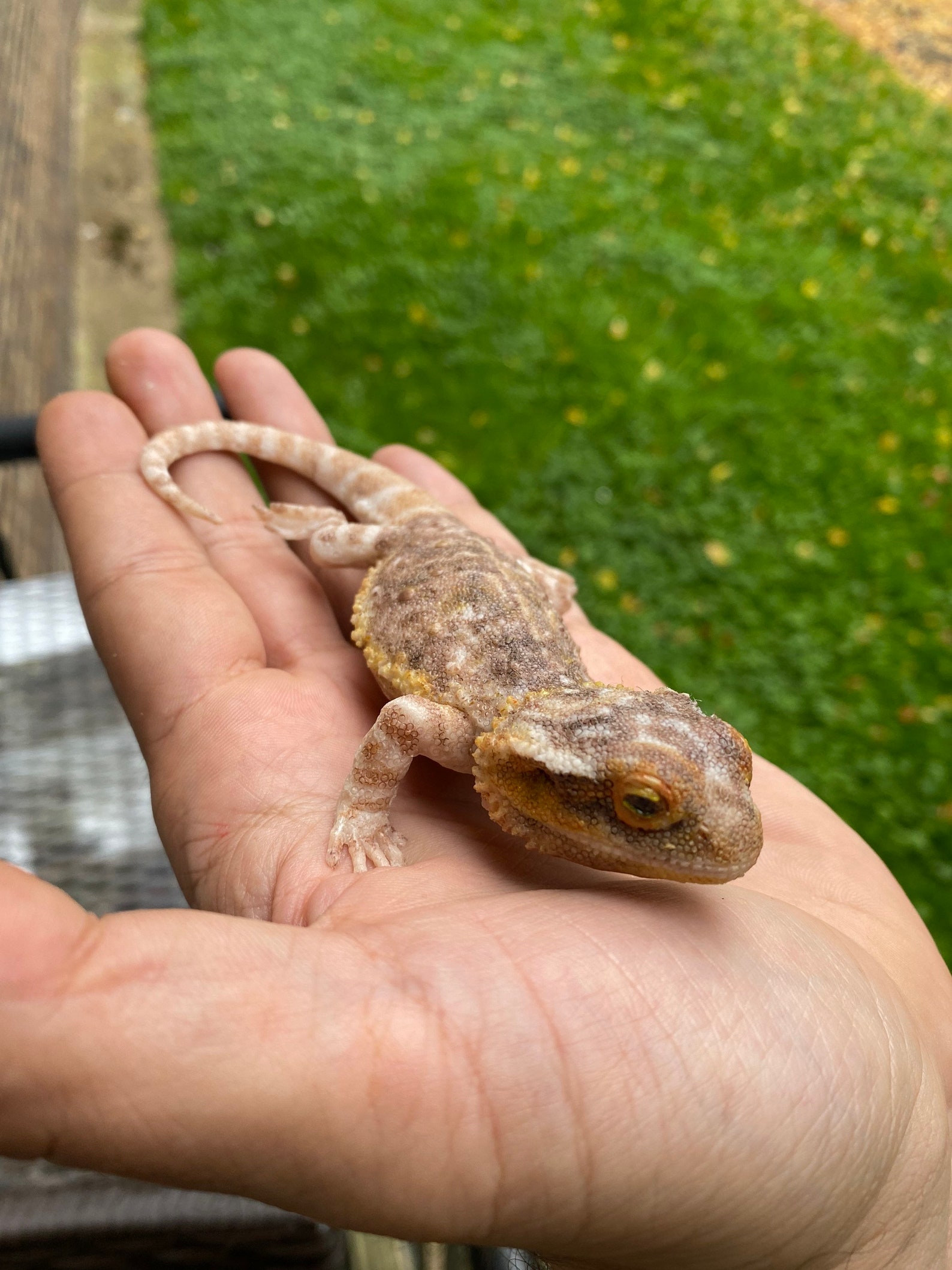 Bearded Dragon Gecko Figurine 135cm Length - Etsy