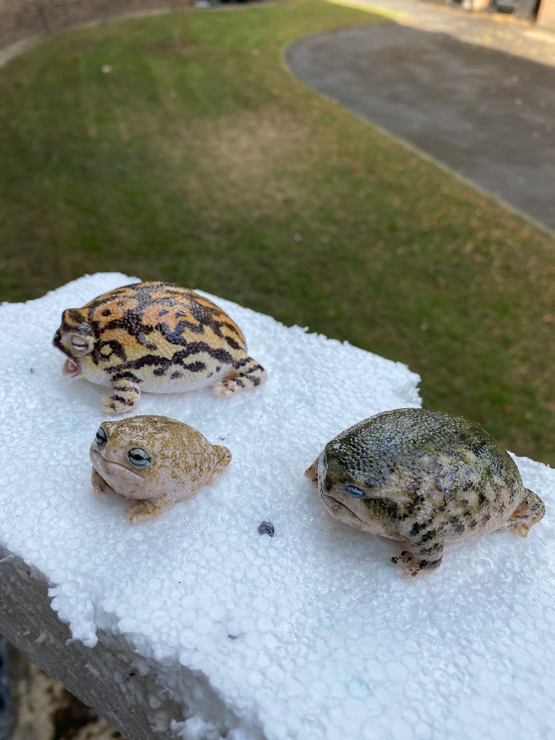 Realistic Male Black Rain Frog Screaming Pose 8 Cm Length | Etsy UK