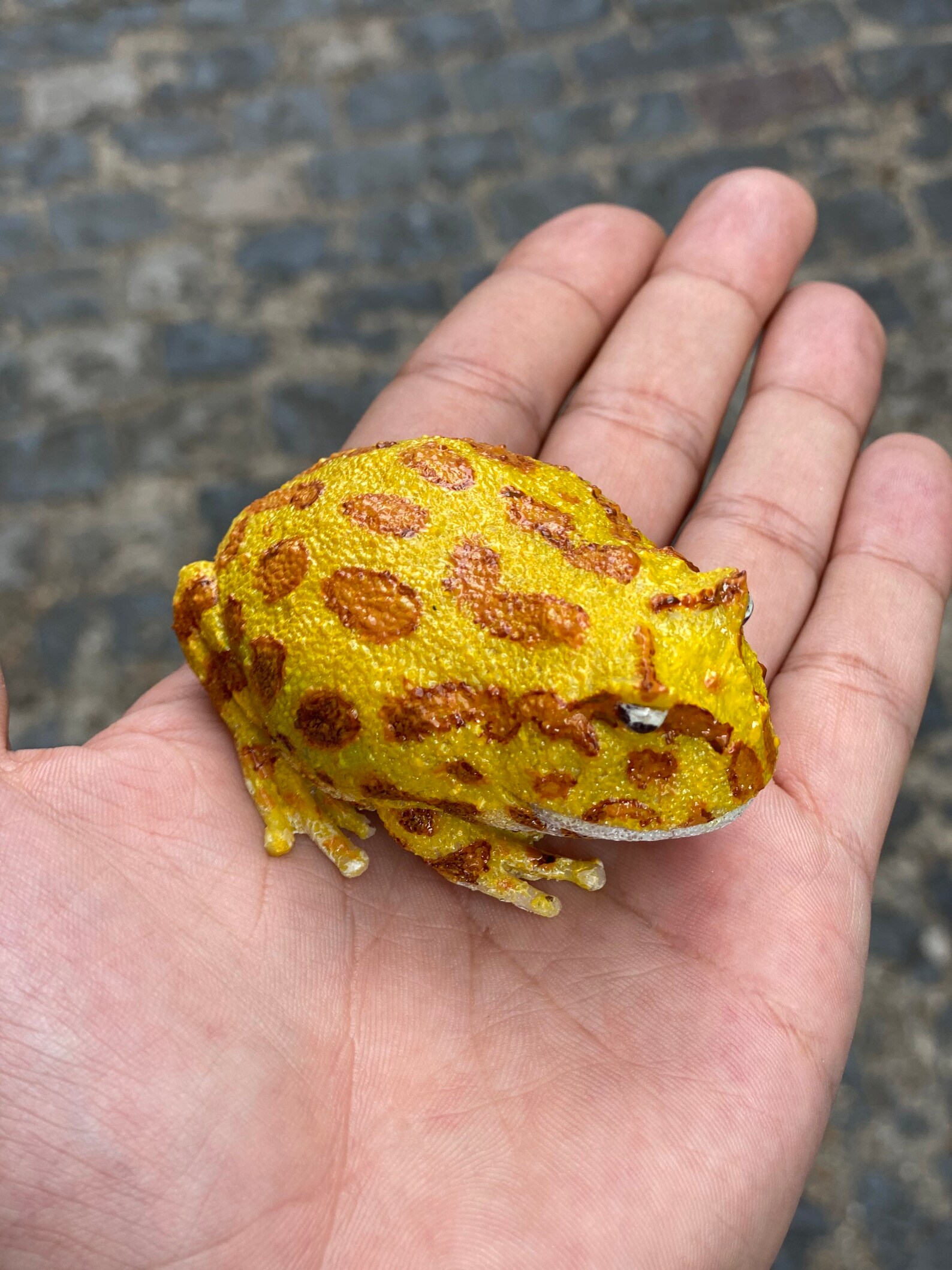 Realistic Argentine Horned Frog Figurine | Etsy UK