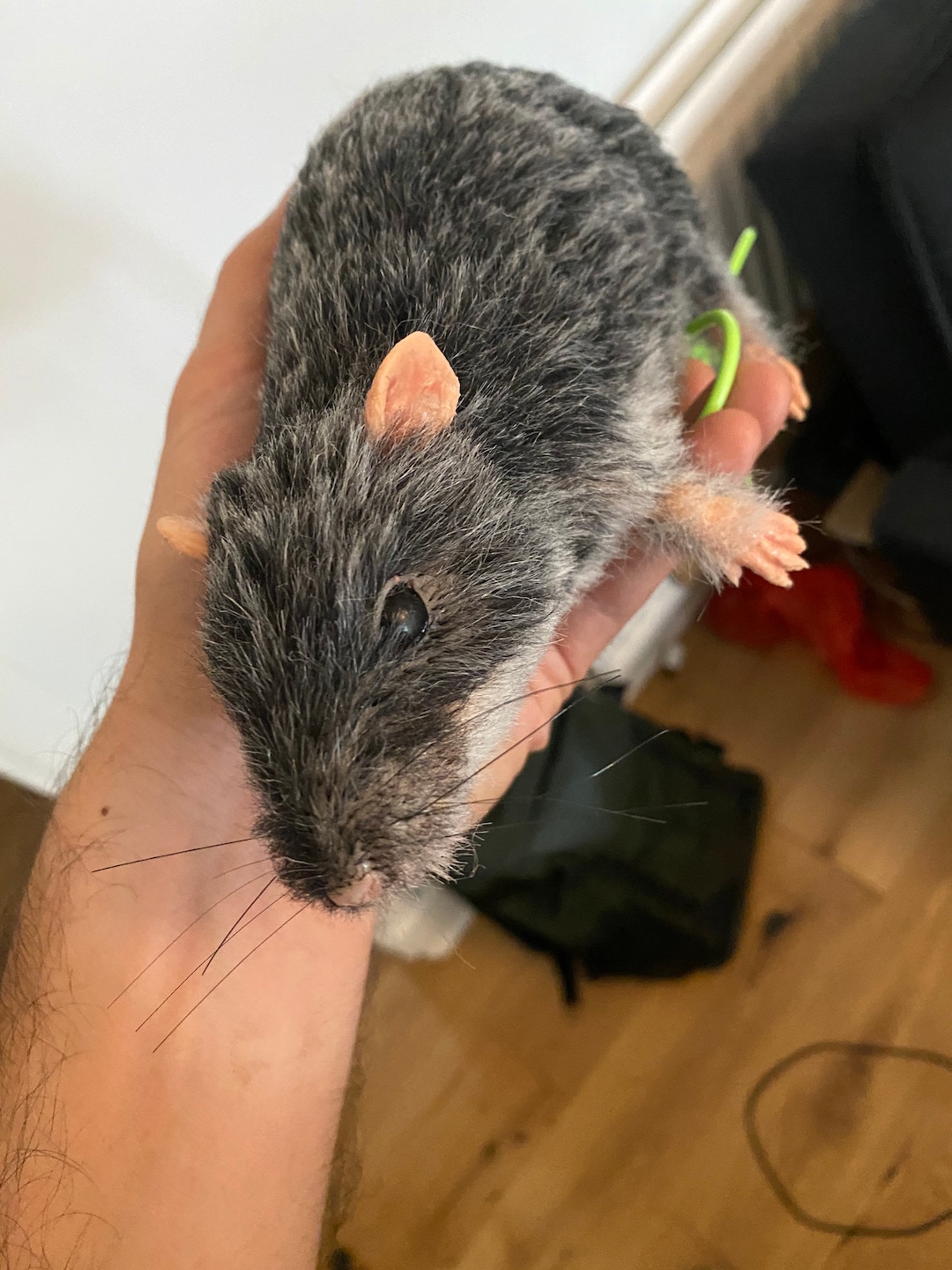 Realistic Breathing Rat Model - Lifesize - Etsy