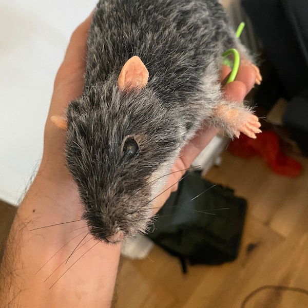 Realistic Fake Mouse - Etsy