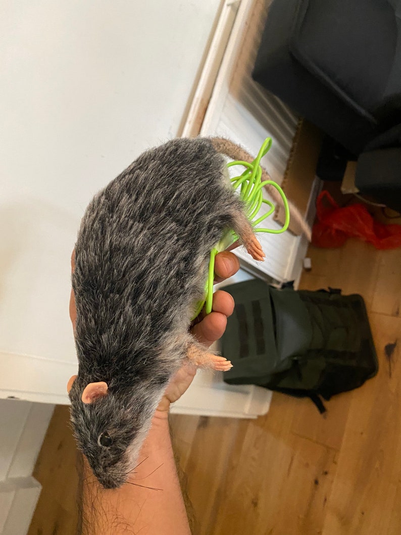 Realistic Breathing Rat Model - Lifesize - Etsy