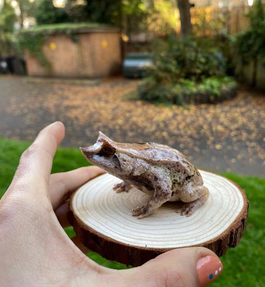 Long-nose Horned Frog - Leaf Frog Figurine 7cm Length ... - Etsy
