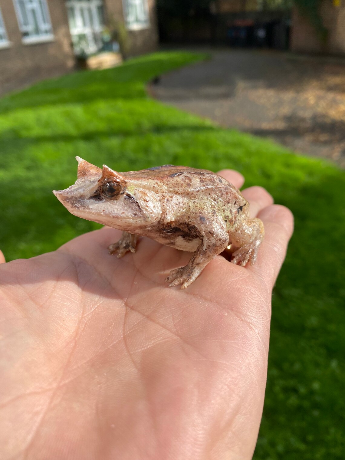 Long-nose Horned Frog Leaf Frog Figurine 7cm Length ... - Etsy UK