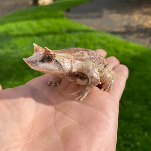 Long-nose Horned Frog - Leaf Frog Figurine 7cm Length ... - Etsy UK