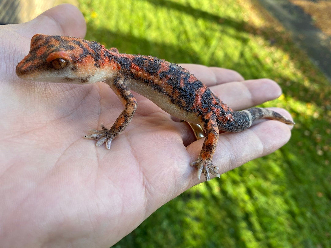 The Spotted Ground Gecko or Japanese Cave Gecko Figurine 14 Cm Length ...