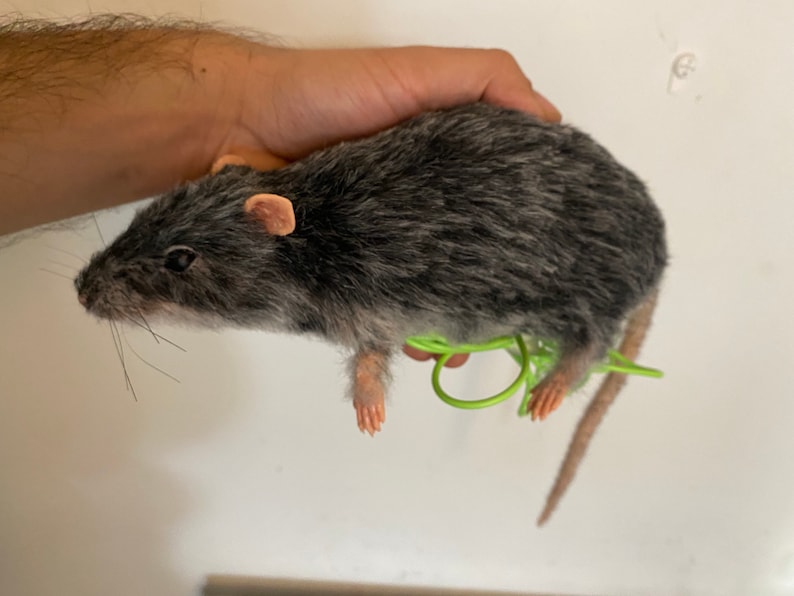 Realistic Breathing Rat Model - Lifesize - Etsy