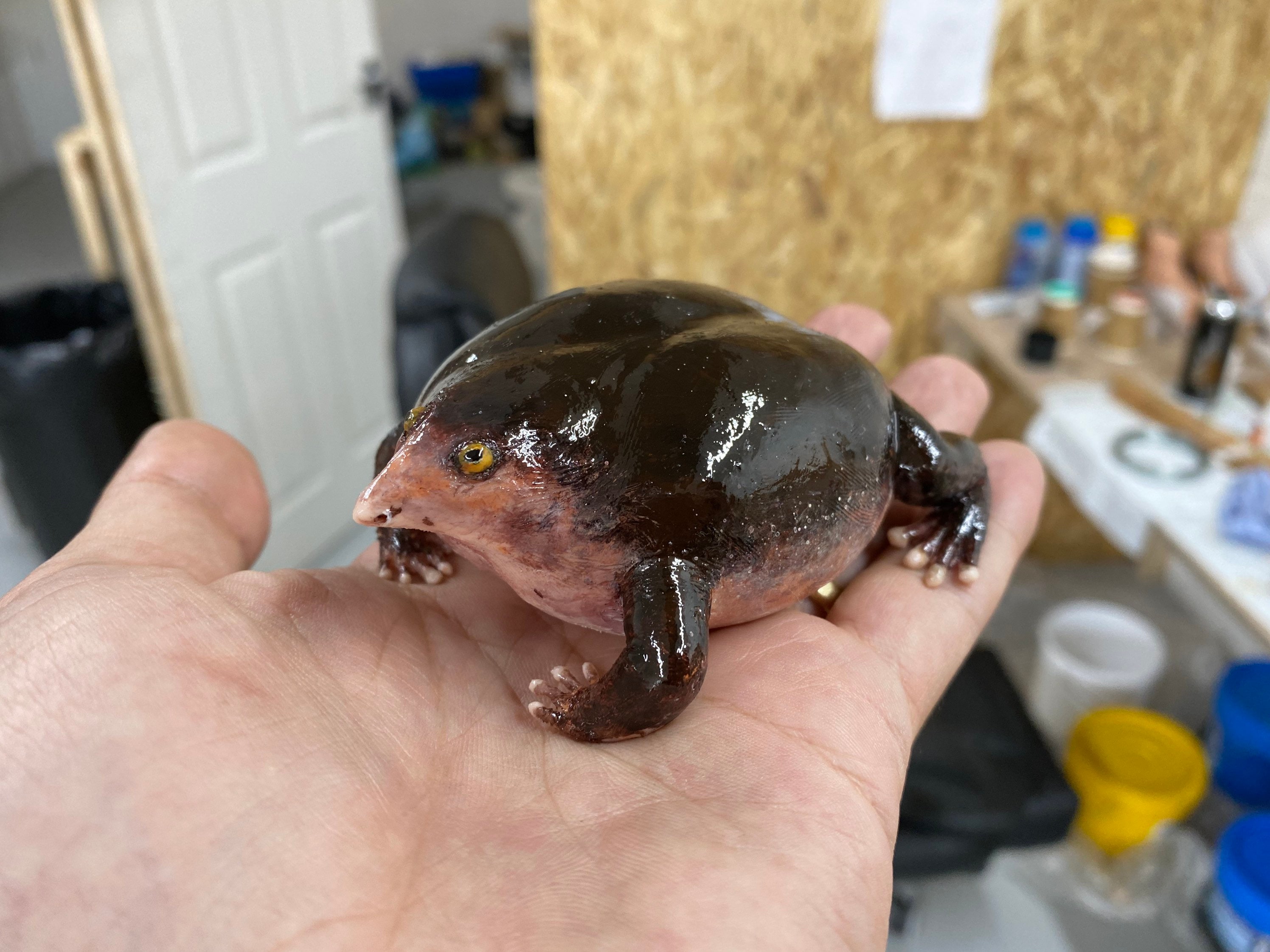 Purple Frog / Pignose Frog Figurine... | Etsy