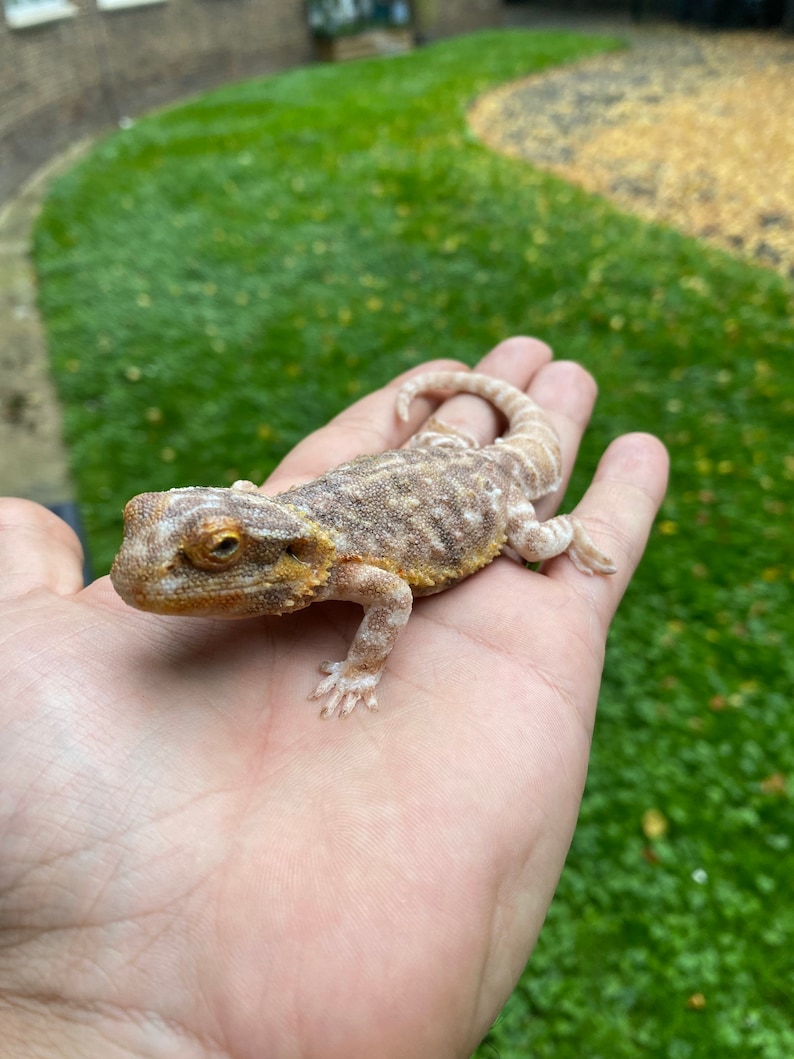 Bearded Dragon Gecko Figurine 135cm Length - Etsy