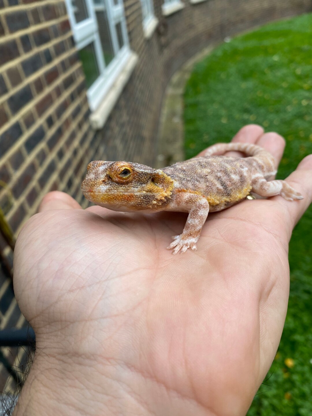 Bearded Dragon Gecko Figurine 13,5cm Length - Etsy