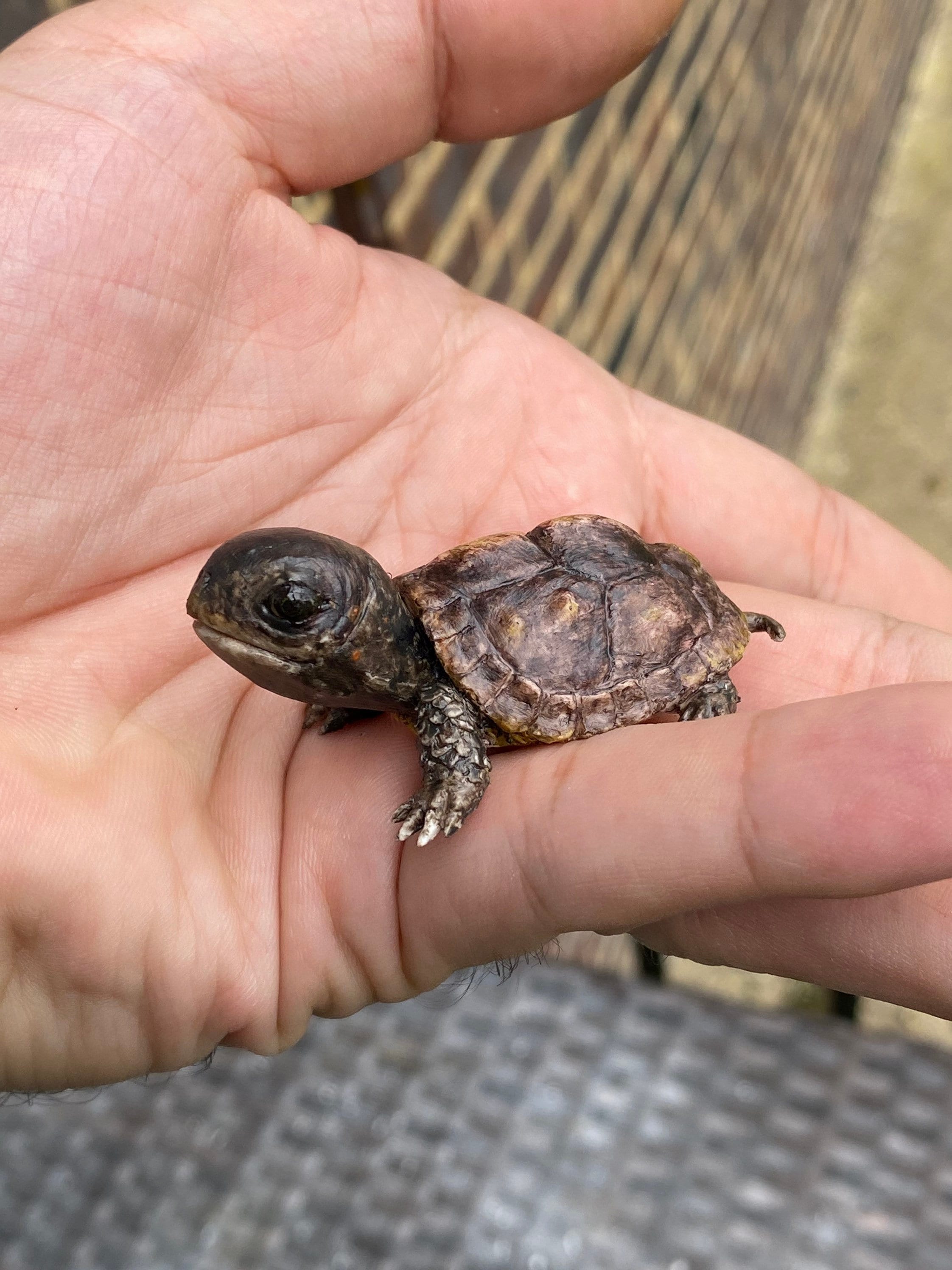 Baby Turtle Figurine . 3cm Length Cute Turtle - Etsy