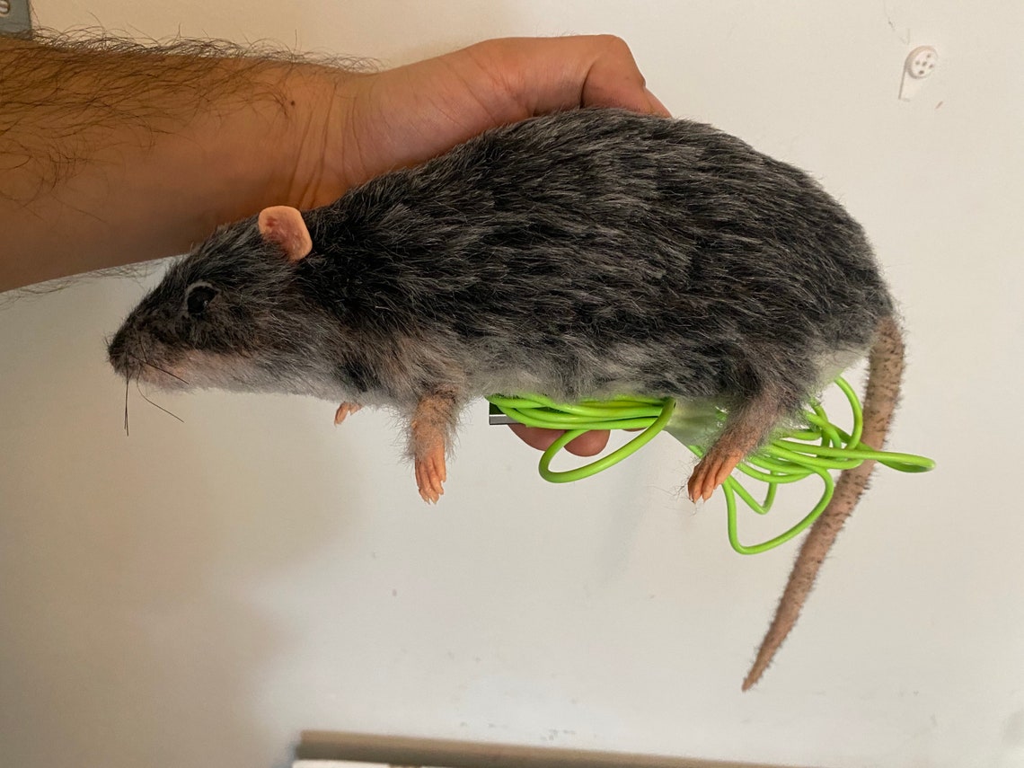 Realistic Breathing Rat Model Lifesize - Etsy