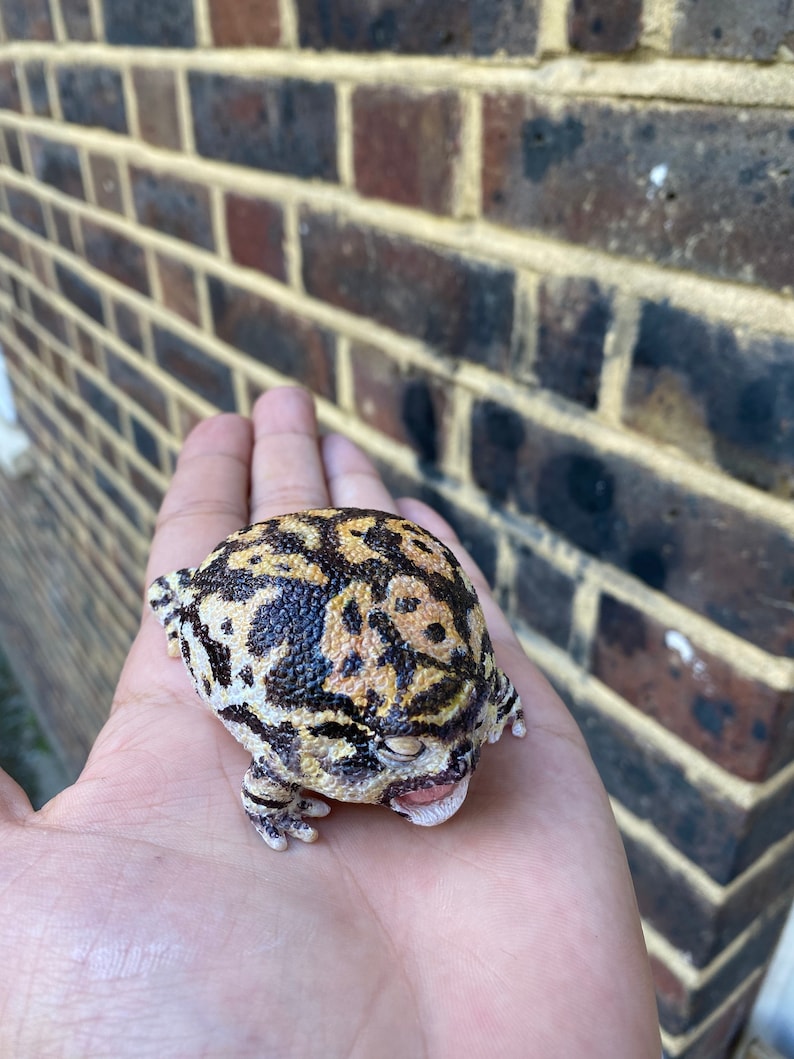 Realistic Male Black Rain Frog Screaming Pose 8 Cm Length | Etsy UK