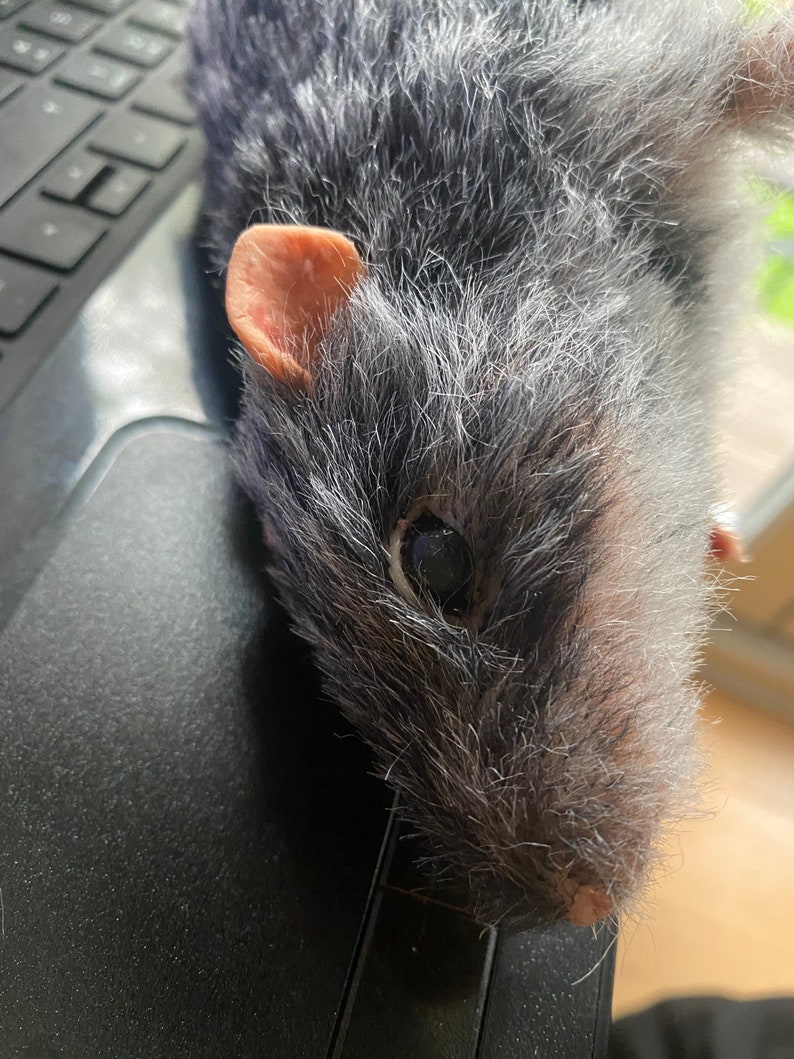 Realistic Breathing Rat Model Lifesize - Etsy