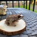 Long-nose Horned Frog - Leaf Frog Figurine 7cm Length ... - Etsy UK