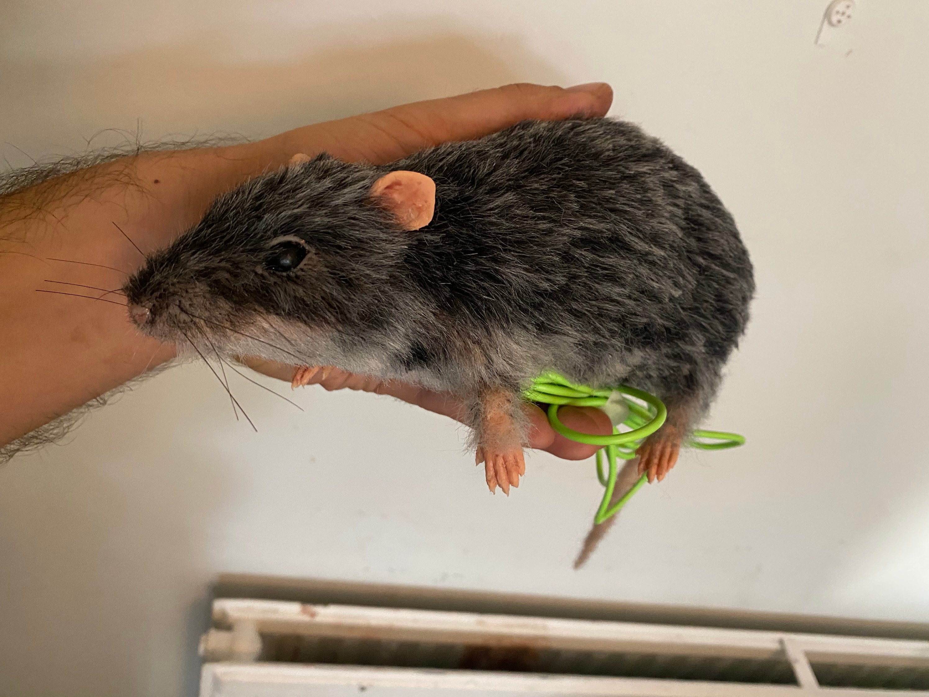 Realistic Breathing Rat Model - Lifesize - Etsy