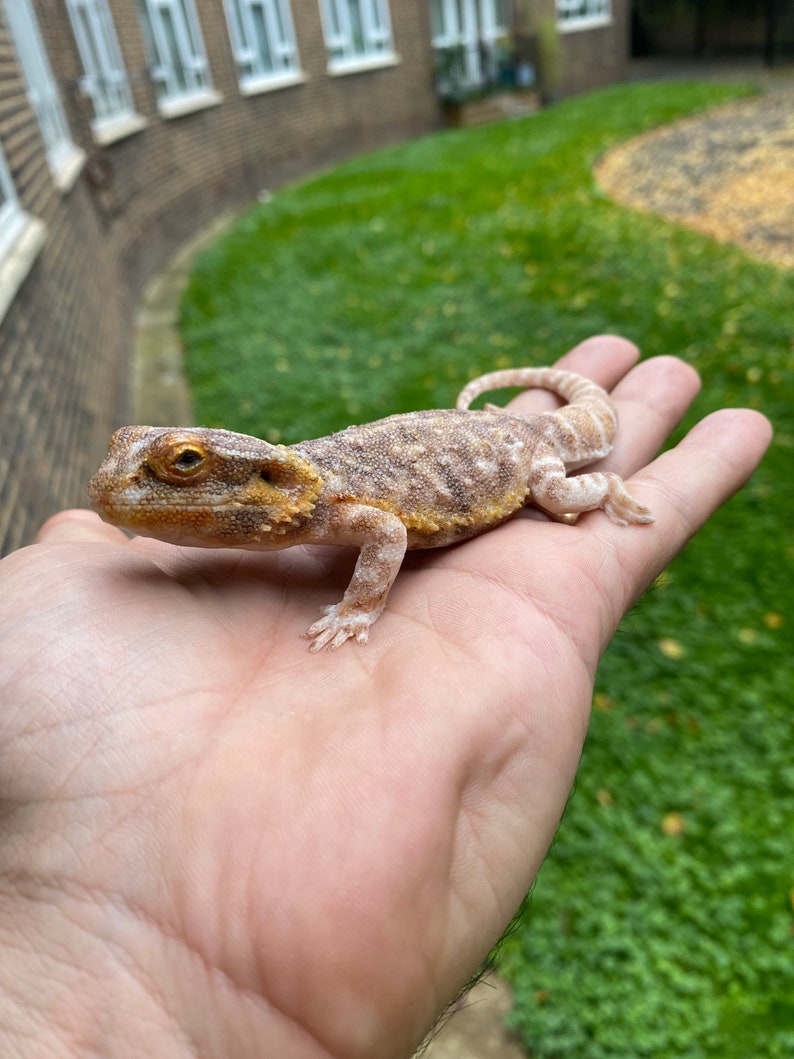 Bearded Dragon Gecko Figurine 135cm Length - Etsy