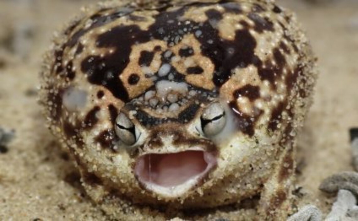 Realistic Male Black Rain Frog Screaming Pose 8 Cm Length - Etsy