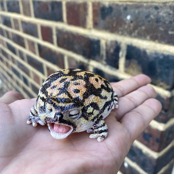 African Rain Frog Plush - Etsy