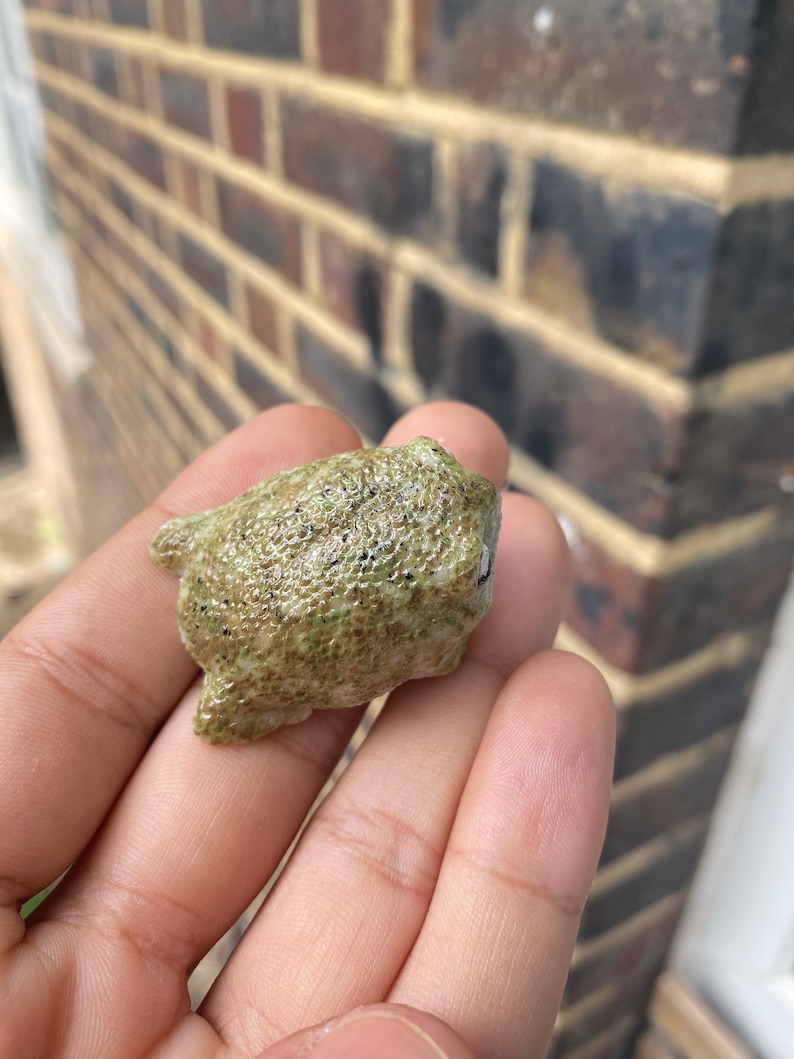 Baby Desert Rain Frog Figurine... Angry Squeaker Frog - Etsy UK