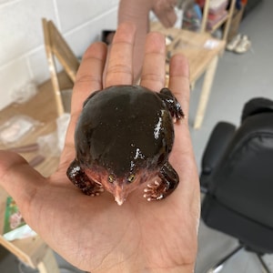 Purple Frog / Pignose Frog Figurine... - Etsy