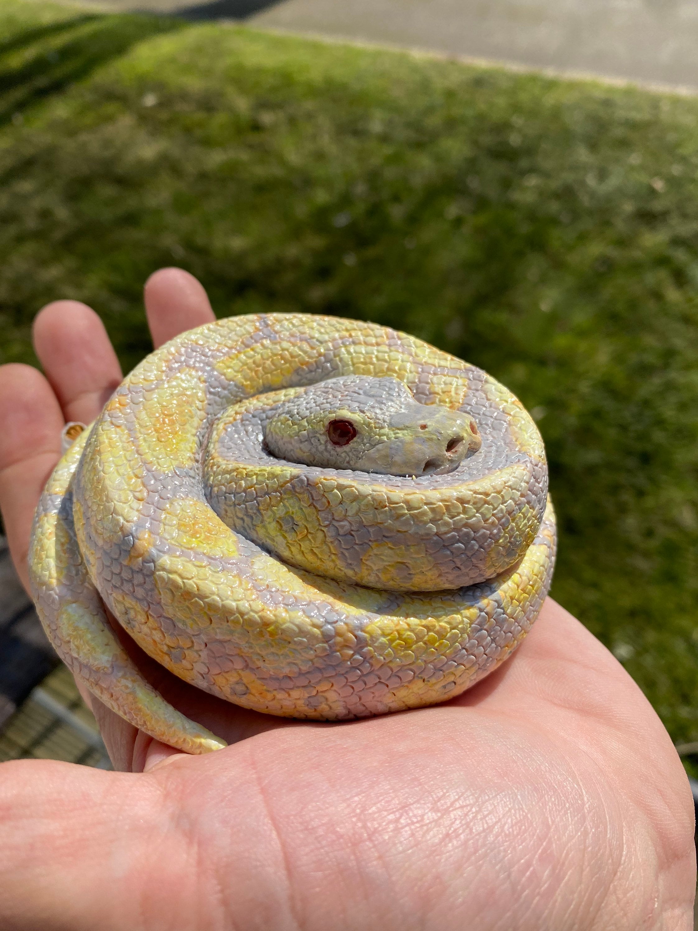 Albino Ball Python 10 Cm Diameter - Etsy