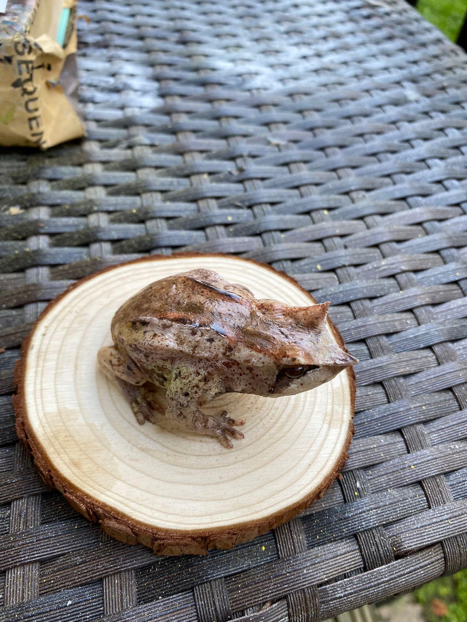 Long-nose Horned Frog - Leaf Frog Figurine 7cm Length ... - Etsy UK