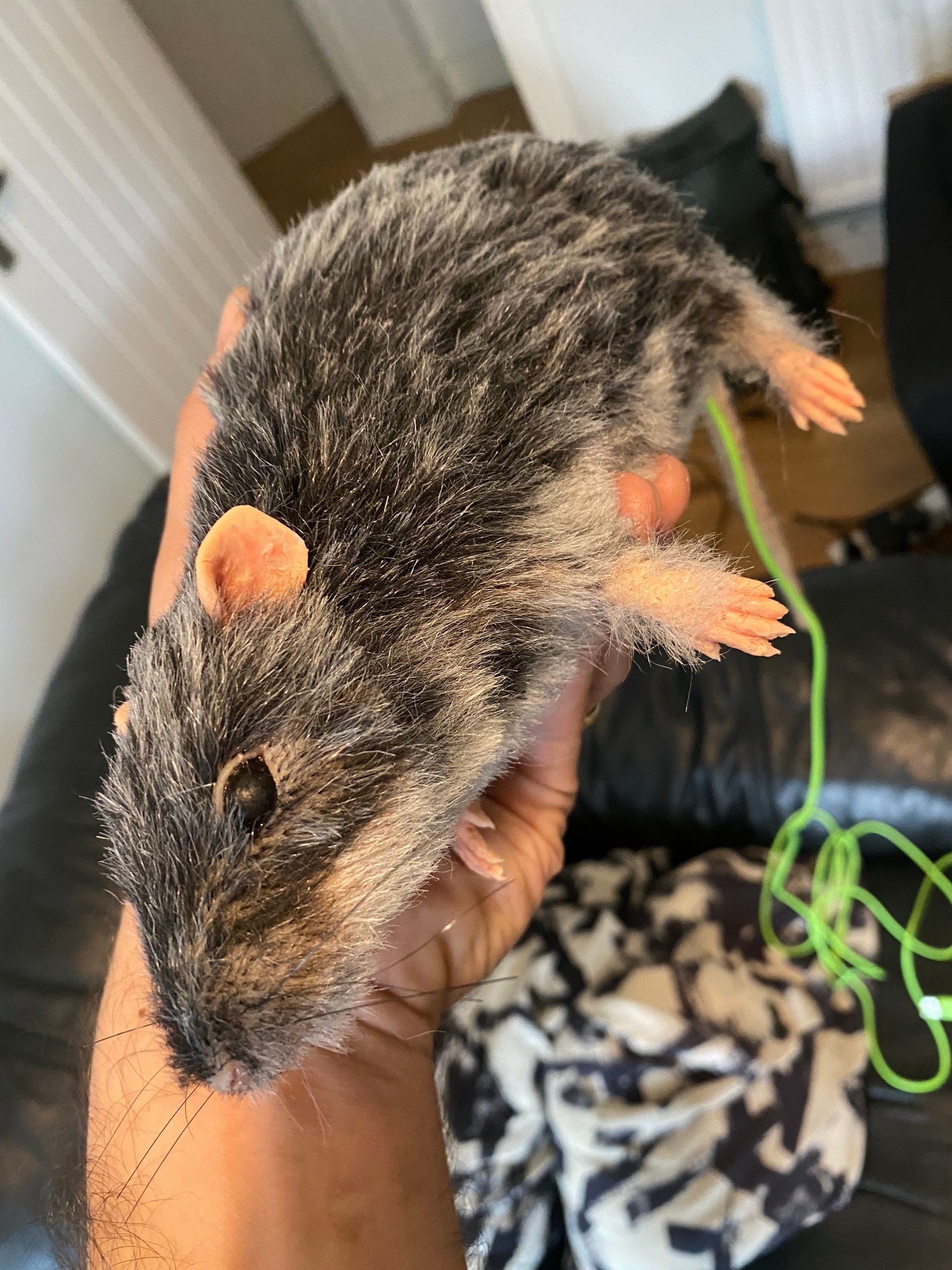 Realistic Breathing Rat Model Lifesize | Etsy