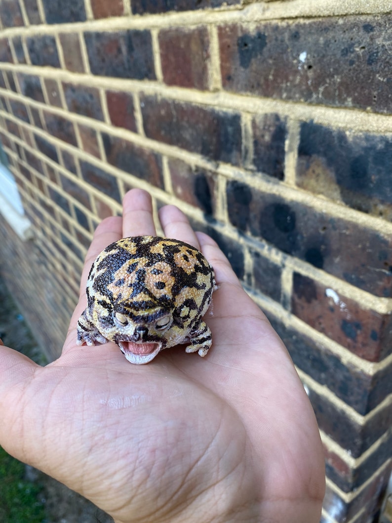 Realistic Male Black Rain Frog Screaming Pose 8 Cm Length | Etsy UK
