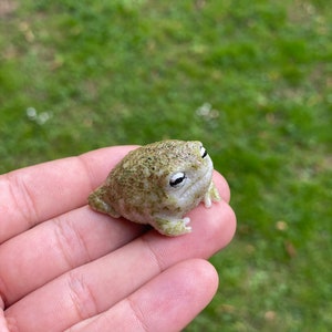 Baby Desert Rain Frog Figurine... Angry Squeaker Frog - Etsy