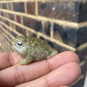 Baby Desert Rain Frog Figurine... Angry Squeaker Frog - Etsy