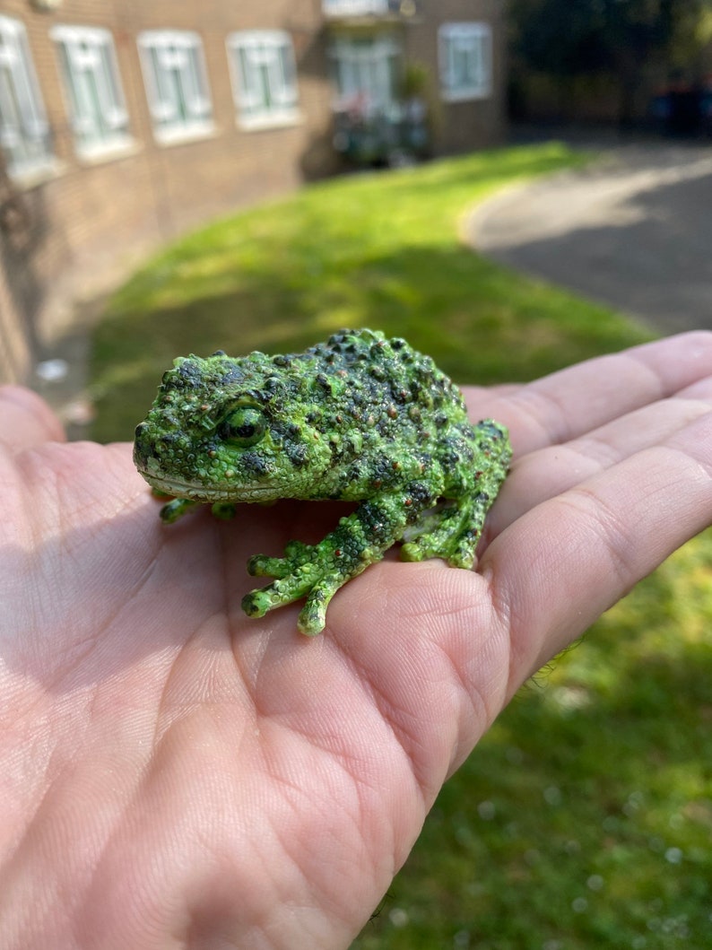 Vietnamese Mossy Frog Figurine... - Etsy