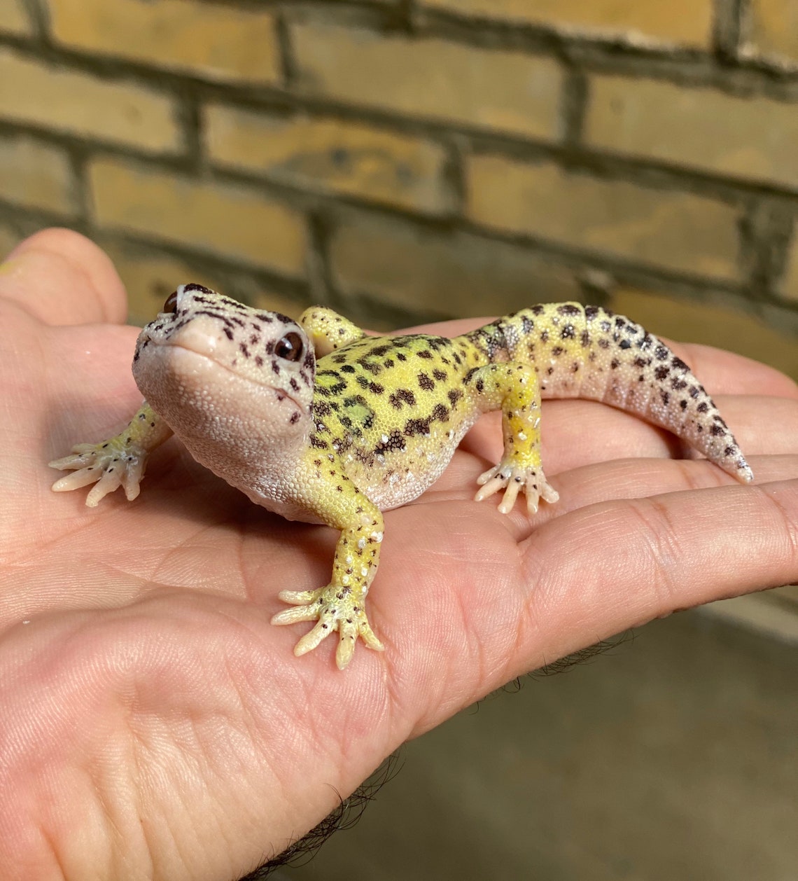 Leopard Gecko Figurine 12 Cm Length - Etsy