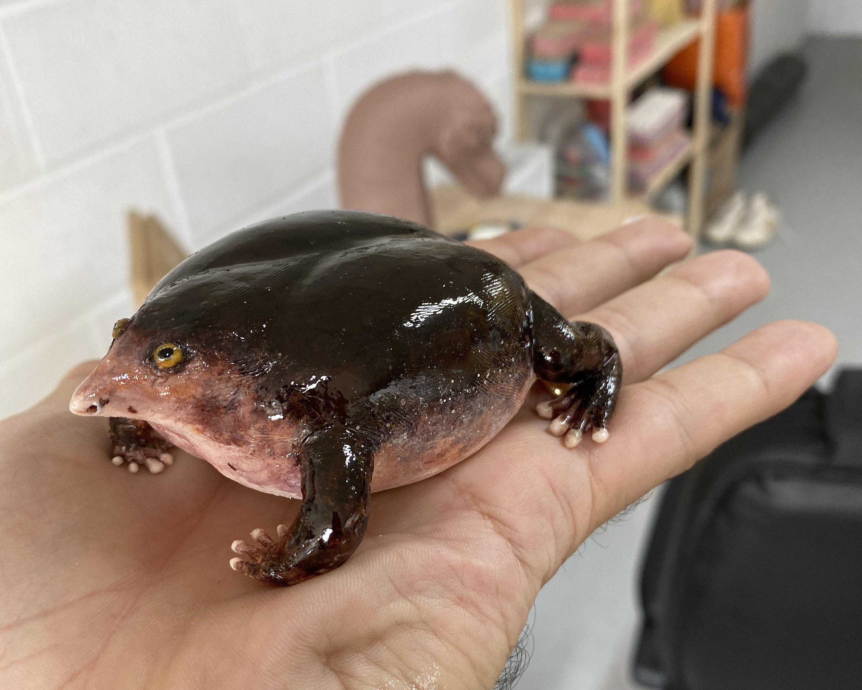 Pignose Frog