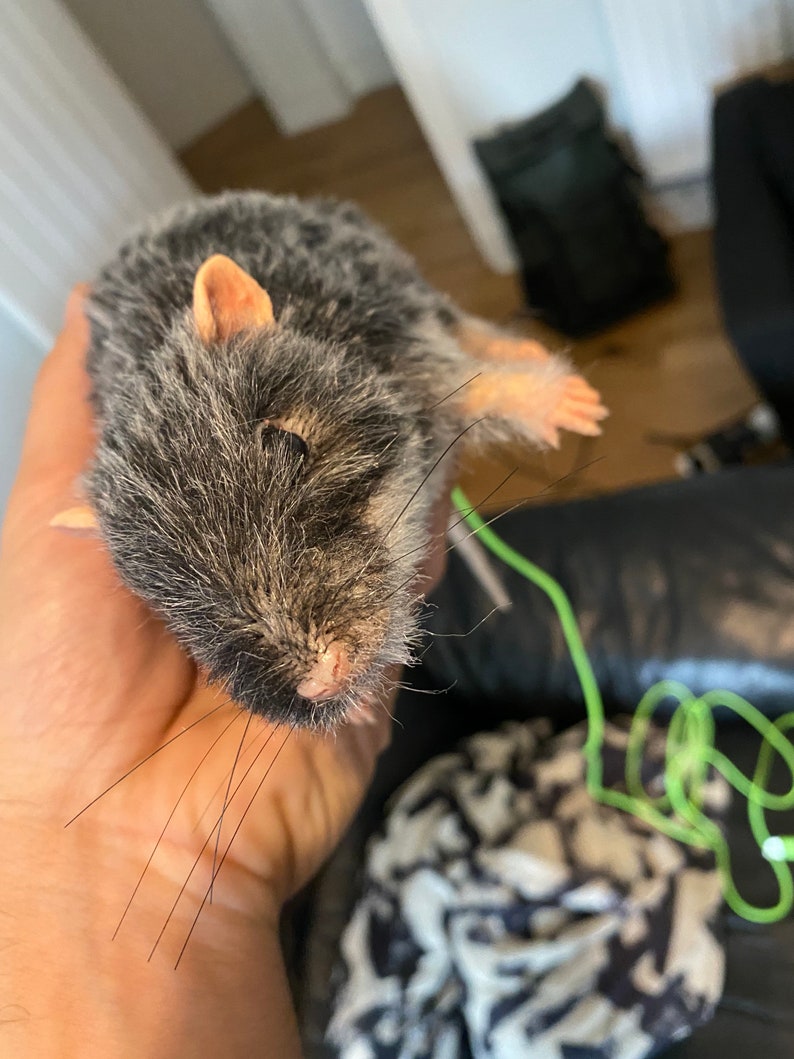Realistic Breathing Rat Model - Lifesize - Etsy