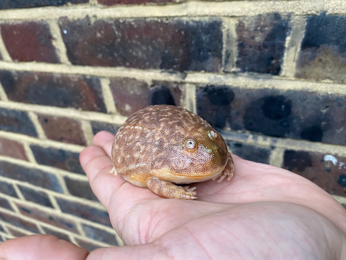 Budgetts Frog Figurine Hippo Frog 8cm Lenght - Etsy