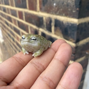 Baby Desert Rain Frog Figurine... Angry Squeaker Frog - Etsy