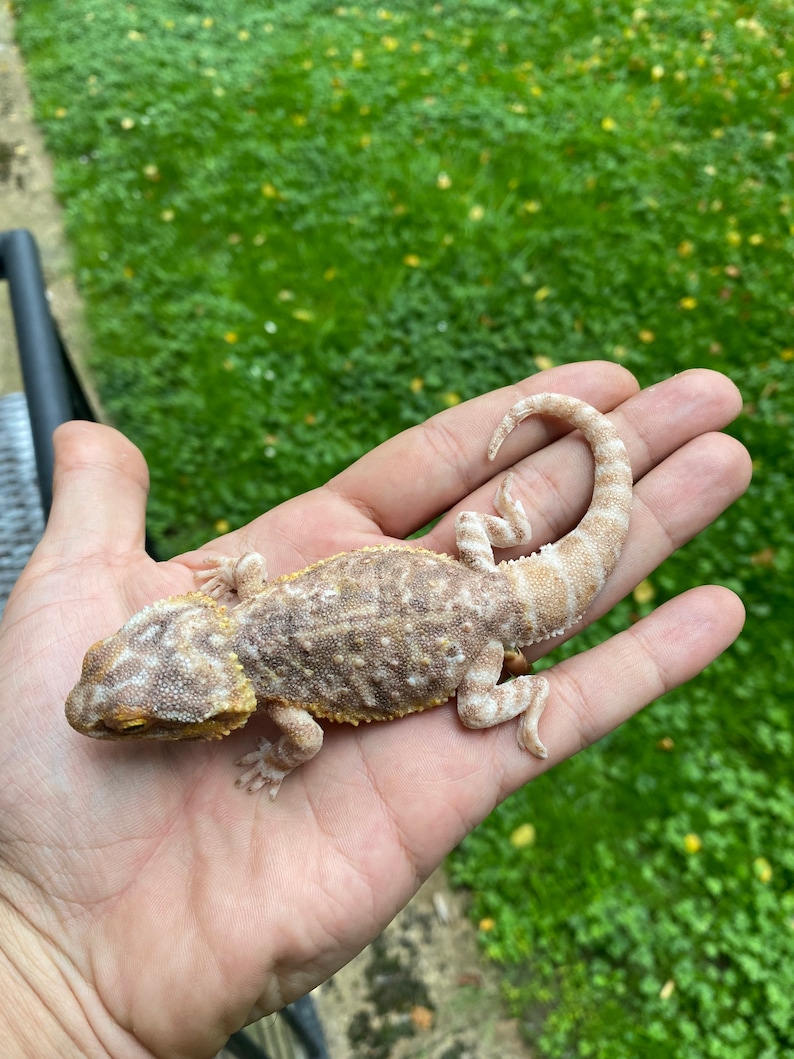 Bearded Dragon Gecko Figurine 135cm Length - Etsy