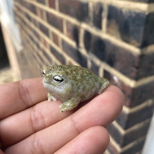 Baby Desert Rain Frog Figurine... Angry Squeaker Frog - Etsy