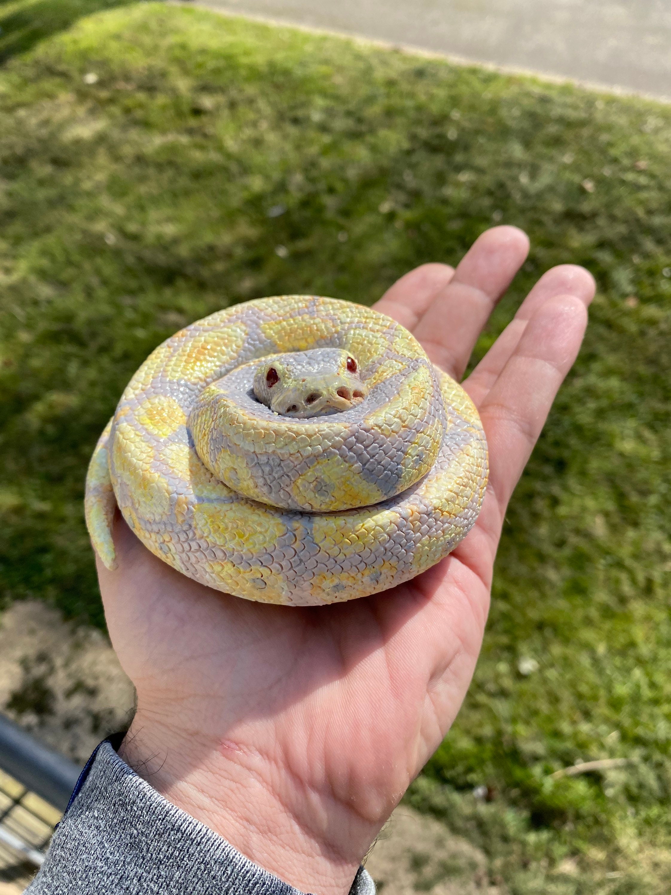 Albino Ball Python 10 Cm Diameter - Etsy