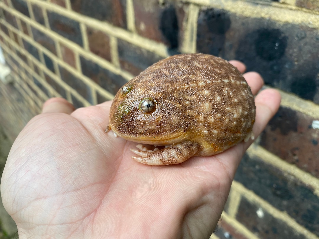 Budgett’s Frog Figurine, Hippo Frog - 8cm Lenght - Etsy