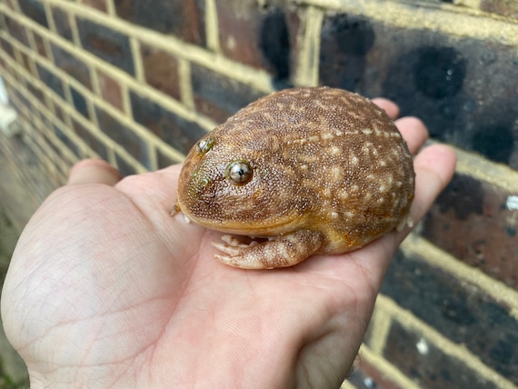 Budgetts Frog Figurine Hippo Frog 8cm Lenght | Etsy