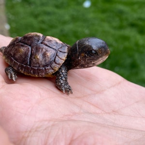 Baby Turtle Figurine . 3cm Length , Cute Turtle - Etsy