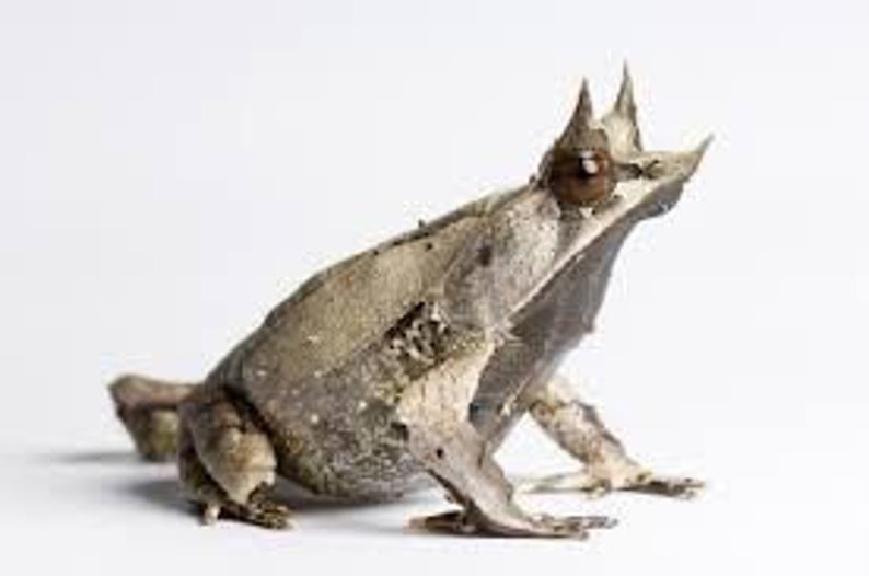 Long-nose Horned Frog - Leaf Frog Figurine 7cm Length ... - Etsy UK