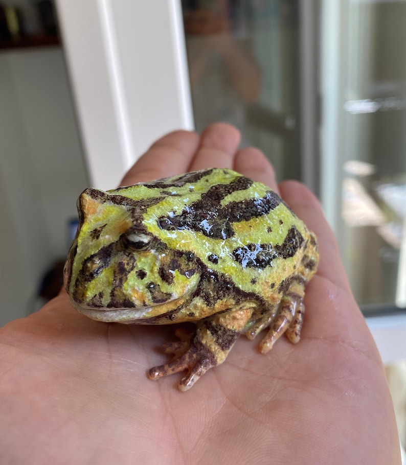 Realistic Argentine Horned Frog Figurine - Etsy