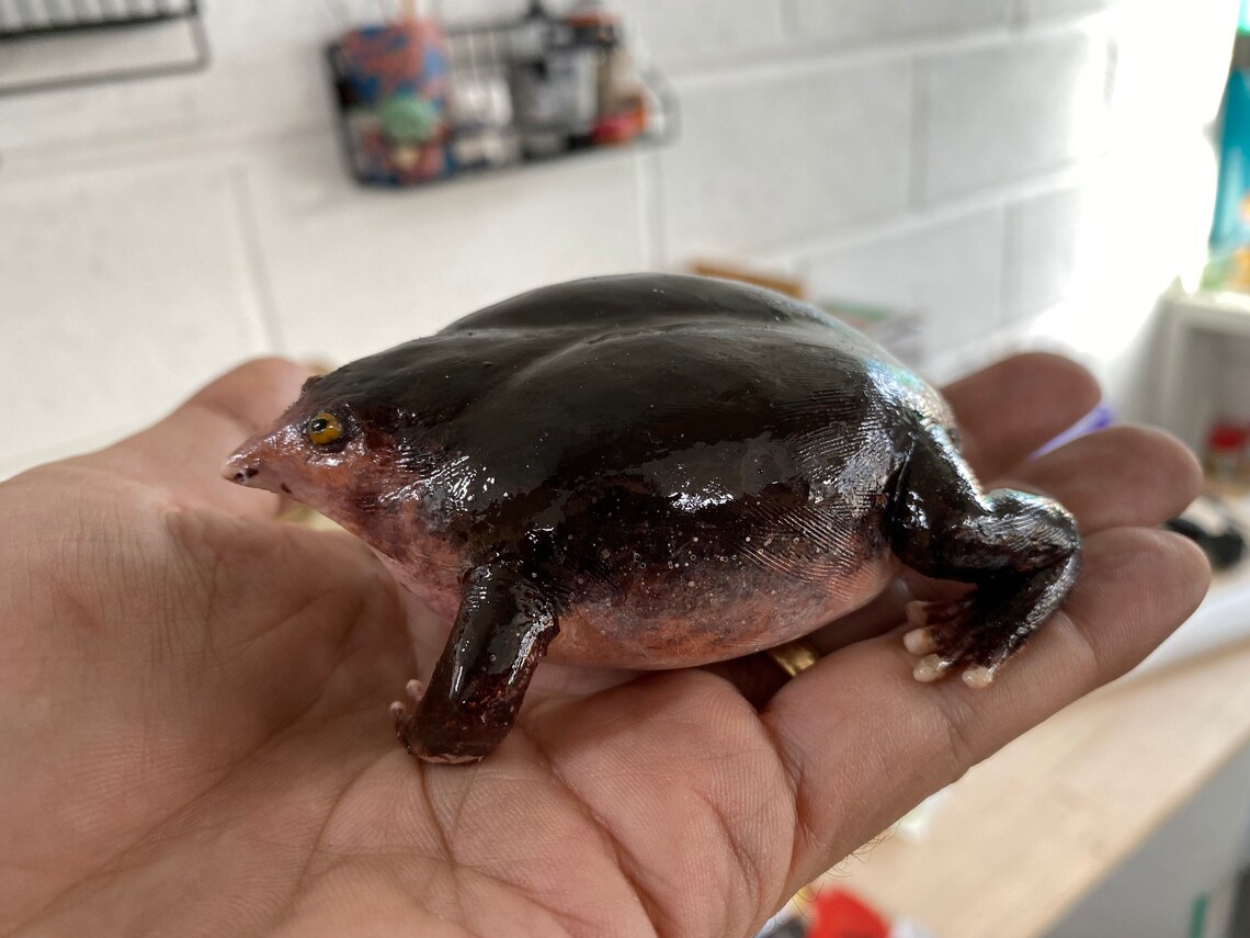 Purple Frog / Pignose Frog Figurine... | Etsy